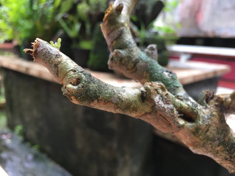 Tree stock image. Image of rose, tree, desert, flower - 205331429