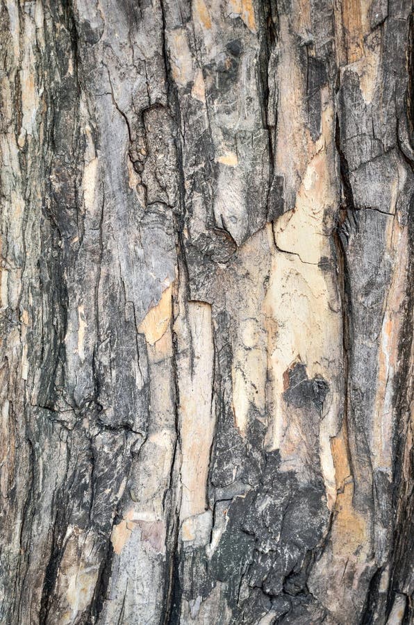Tree trunk detail texture stock photo. Image of nature - 71498336