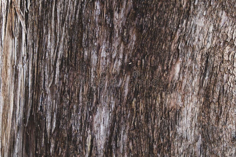 Tree Trunk Detail Texture As Natural Background. Natural Background ...