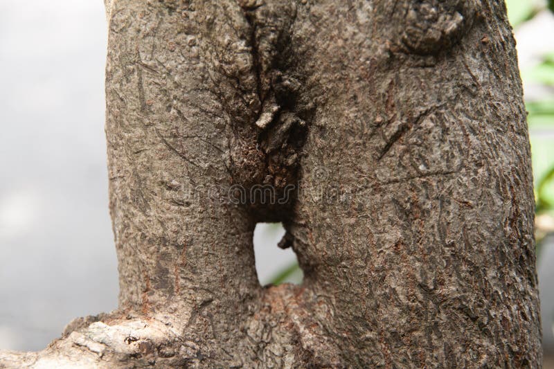 Abstract Shape, Tree Trunk Texture, Relief Shape with Bokeh Background ...