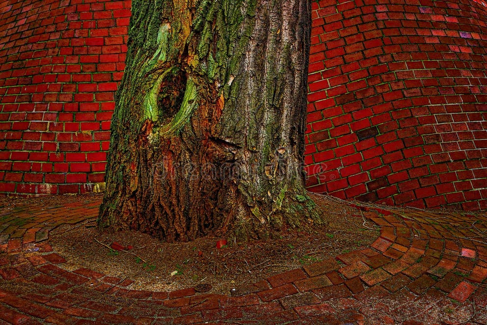 Tree trunk stock image. Image of distorted, askew, colors - 42465473