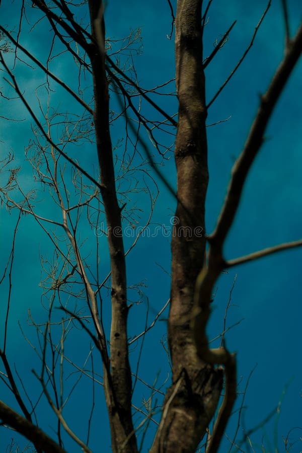 A Tree Trunk that almost Died because it Was Too Often Used for Hanging ...