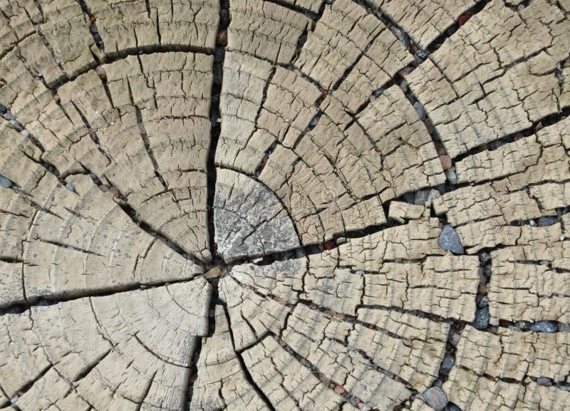 Dissected tree trunk stock image. Image of logs, nature - 40154009