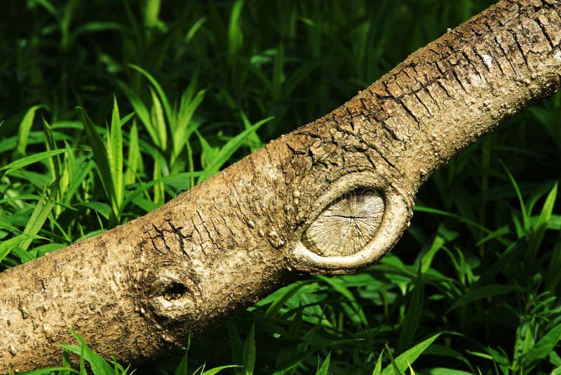 606 Knothole Tree Stock Photos - Free & Royalty-Free Stock Photos from ...