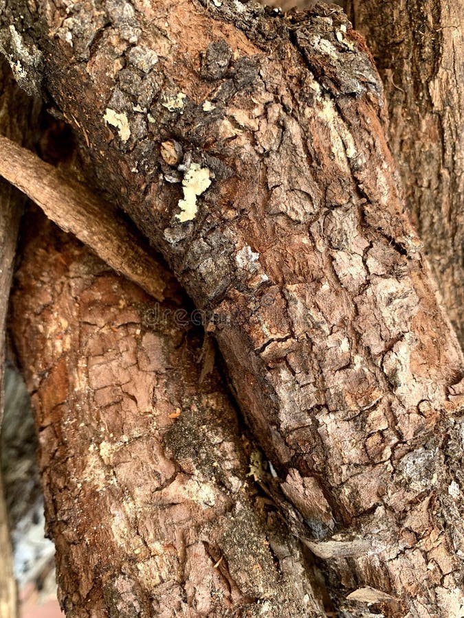 Dry Tree trunk stock image. Image of material, trunk - 355532155
