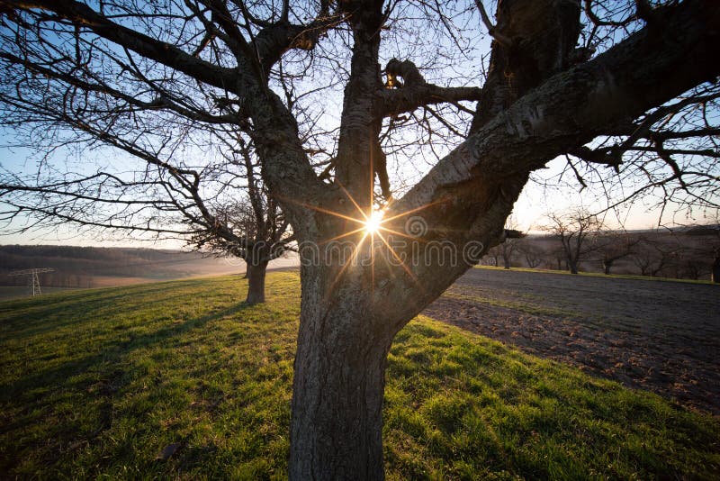 Tree Trunk and Early Morning Sunrise in Spring Stock Photo - Image of ...