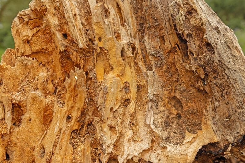 Tree Trunk Eaten by Insects. Natural Old Tree Texture Stock Image ... Tree Trunk Eaten by Insects. Natural Old Tree Texture Stock Image ...