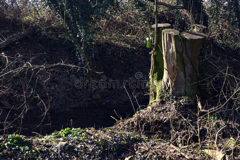 Tree Trunk by the Edge of a Stream of Water in a Park Stock Photo ...