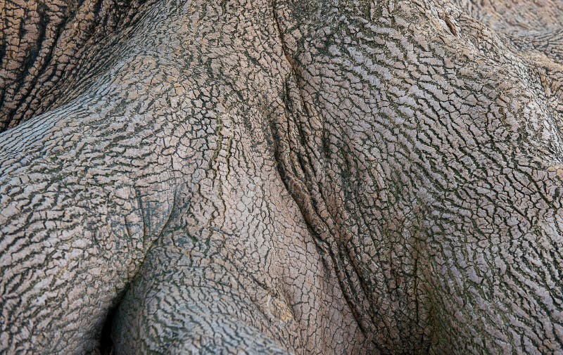 Tree trunk stock image. Image of elephant, folds, tree - 177465985