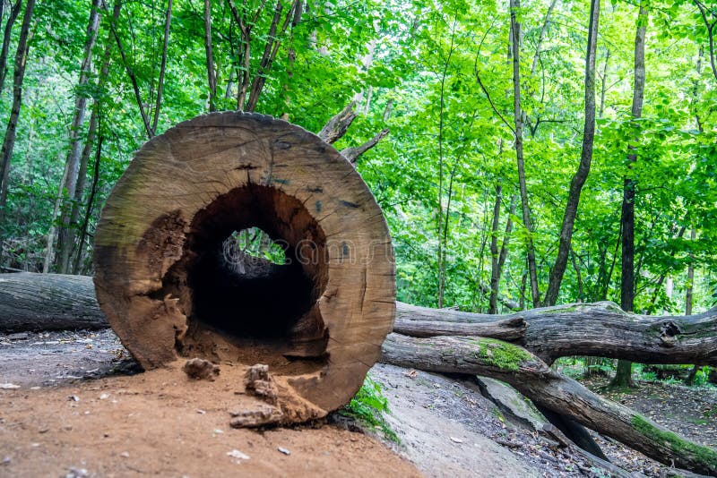 Tree Trunk Empty Inside. Hollow in the Trunk of a Fallen Tree Stock ...