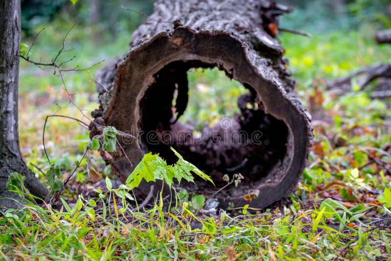 Rotten To the Core Tree Stump and Trunk Stock Image - Image of rotten ...
