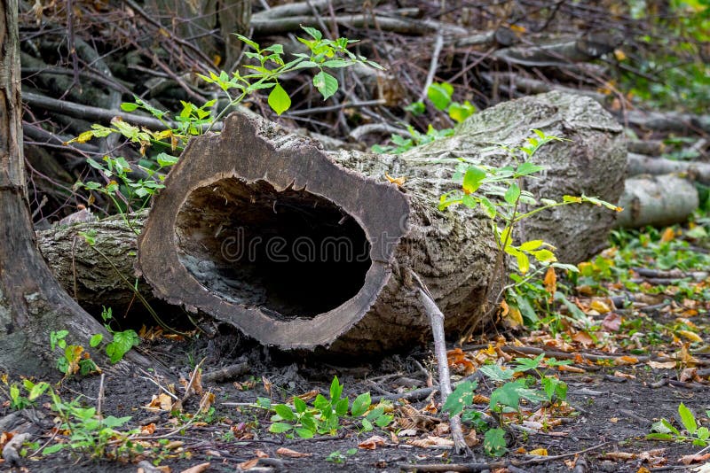 Rotten To the Core Tree Stump and Trunk Stock Image - Image of rotten ...