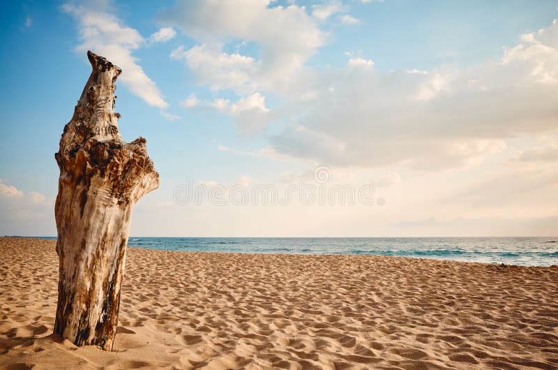 Tree Trunk on an Empty Tropical Beach at Sunset Stock Photo - Image of ...