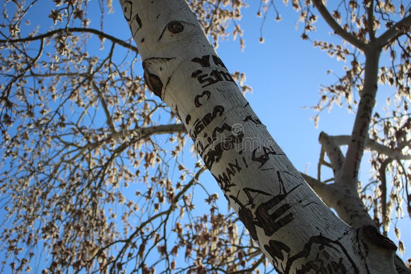 Tree Trunk with Engraved Letters Stock Image - Image of letters, tree ...