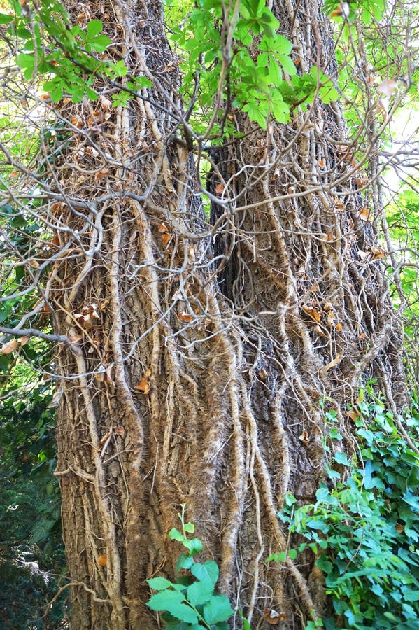 Tree Trunk Entwined with Ivy Hedera Close-up Stock Photo - Image of ...