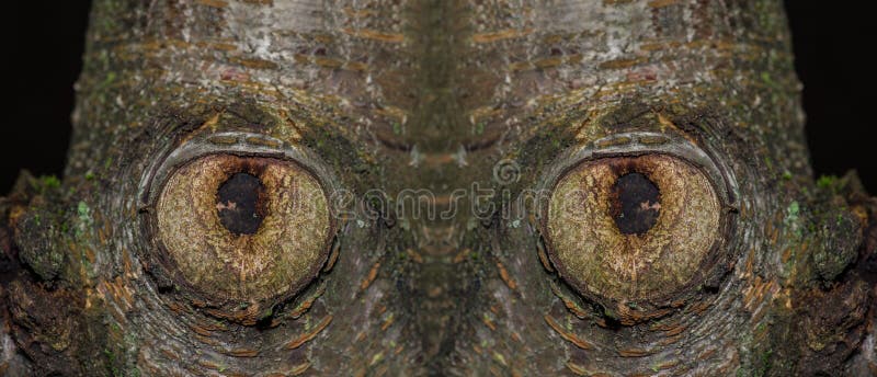 Tree trunk face eyes stock image. Image of woody, trunk - 107369137