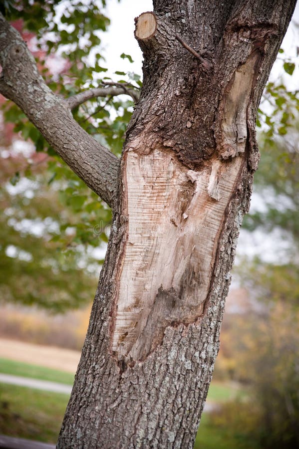 Broken Tree Limb Stock Photos - Download 222 Royalty Free Photos