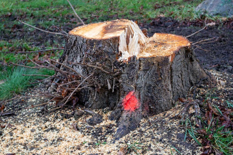 Tree Trunk Falling in the Spring for the Road Construction Site Stock ...