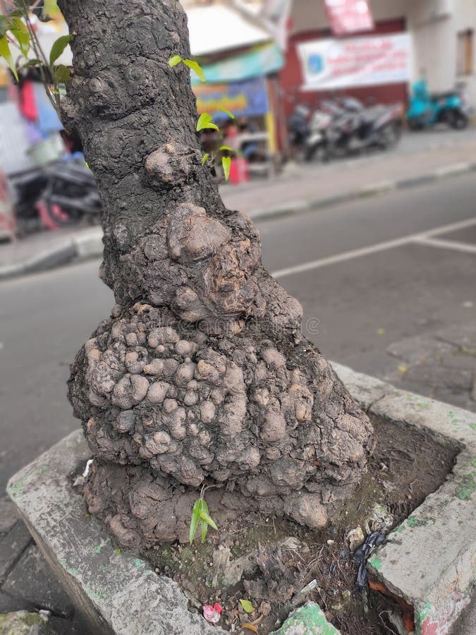 Tree Trunk of the False Ashoka Tree & X28;Monoon Longifolium& X29 ...