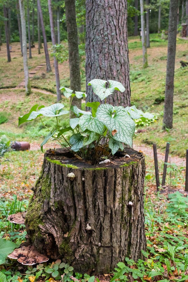 Tree Trunk Flower Pot with a Growing Plant on Top Stock Image - Image ...