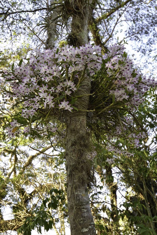Tree Trunk with Flowering Orchid Stock Image - Image of flowering, tree ...