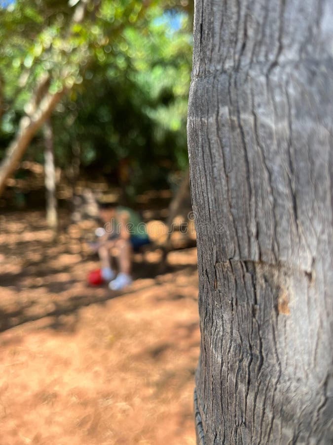 Tree Trunk in Focus with People Stock Image - Image of floor, natural ...