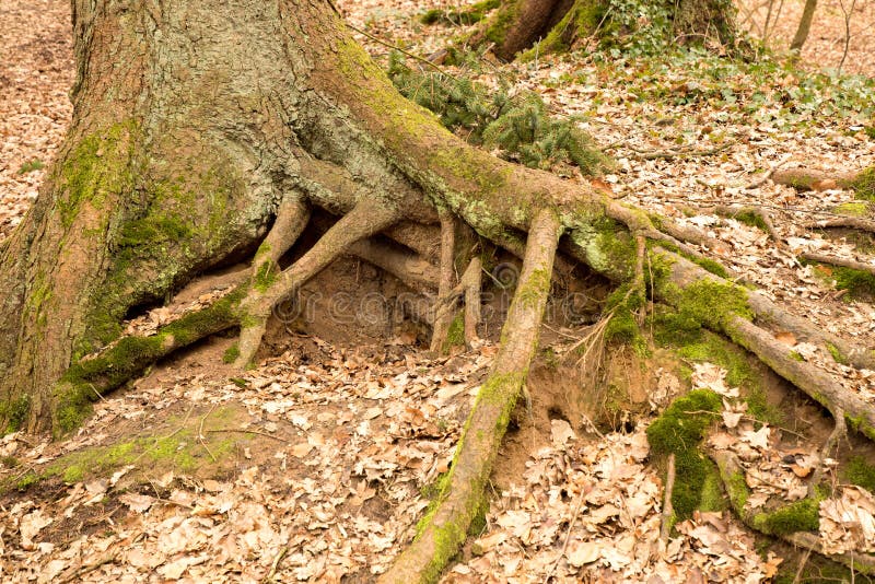 Tree trunk in forest stock image. Image of natural, light - 137186653