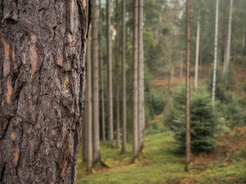 Tree trunk with forest stock photo. Image of conservation - 96881720