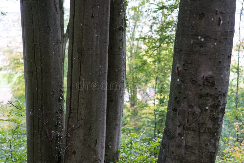 Tree Trunk in Forest Close Up View with Nature in Autumn Stock Image ...