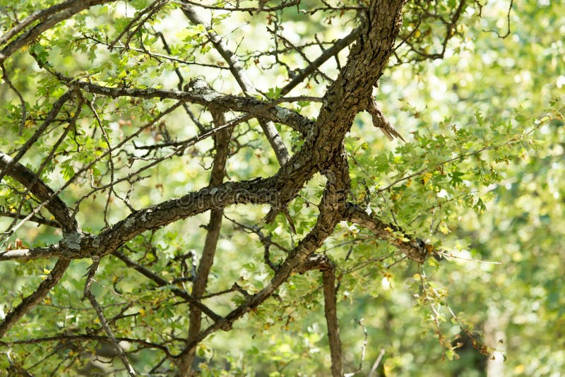 Tree trunk in the forest stock photo. Image of close - 102148376