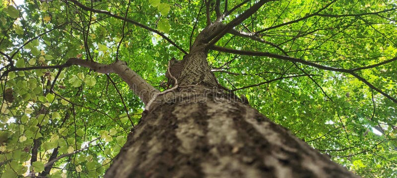 Tree Trunk in the Forest. View from Below Stock Photo - Image of plant ...