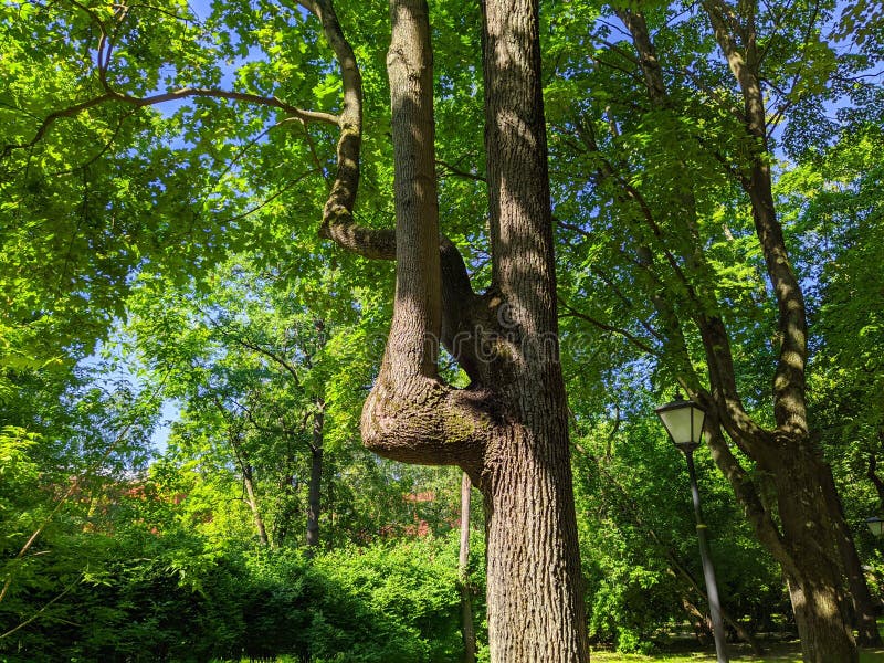 Tree Trunk in the Form of Number Four. Stock Image - Image of holidays ...