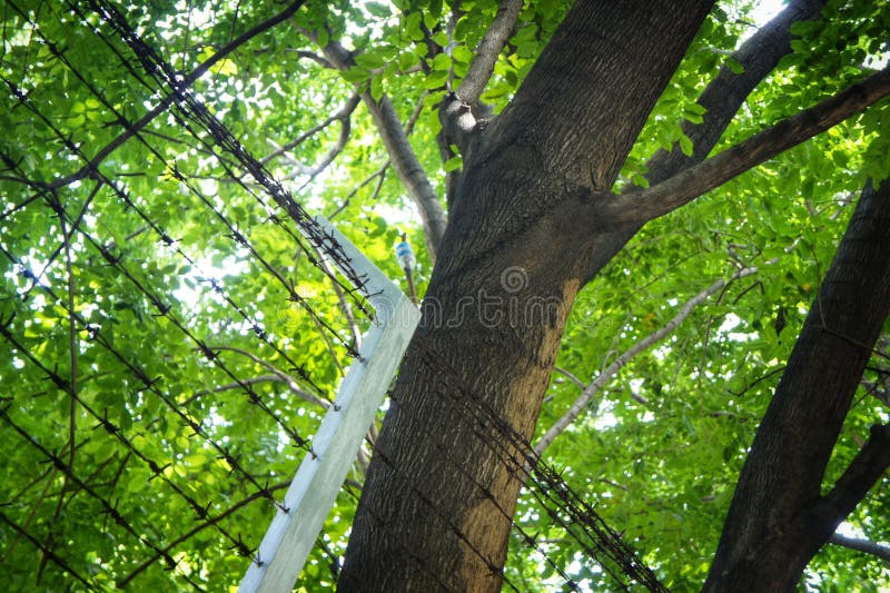 A Tree Trunk Framed by a Barbed Wire Fence Stock Image - Image of fence ...