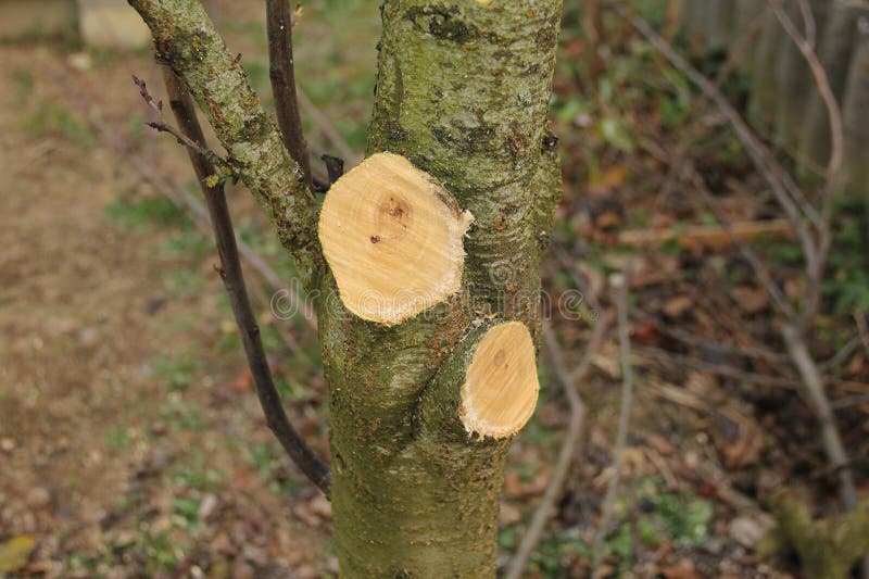 Tree Trunk with Fresh Cut. Smooth Surface after Pruning Branches in the ...