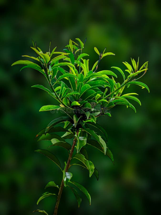 A Tree Trunk Full of Green Leaves Stock Photo - Image of trunk, green ...