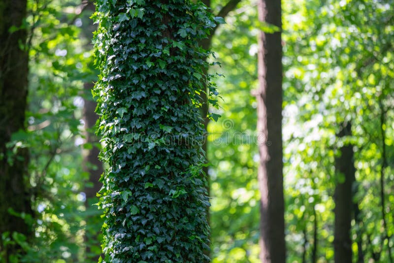 Creeping Oregon Grape Holly Stock Photo - Image of repens, barberry ...