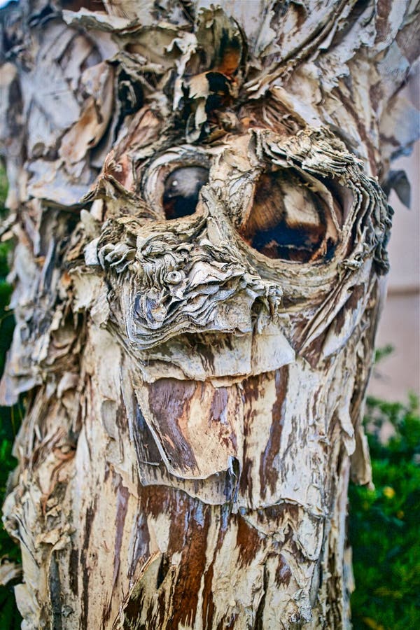 Tree trunk funny face stock photo. Image of trunk, tree - 178487934