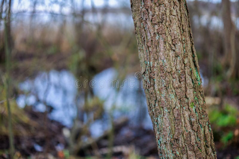 Tree Trunk in a German Forest Stock Photo - Image of organic, design ...