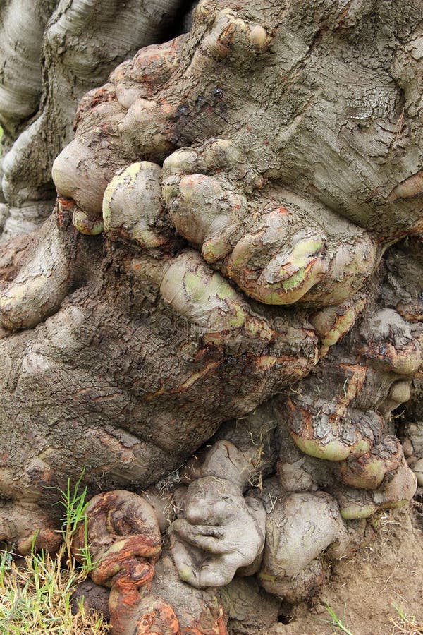 Gnarled Tree Trunk Stock Images - Download 1,949 Royalty Free Photos