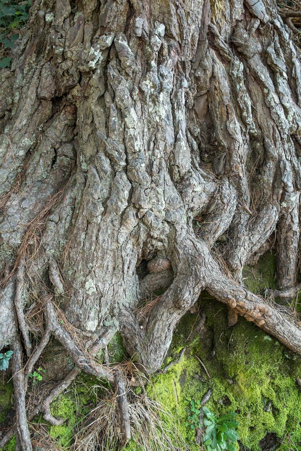 3,708 Gnarled Tree Trunk Stock Photos - Free & Royalty-Free Stock ...