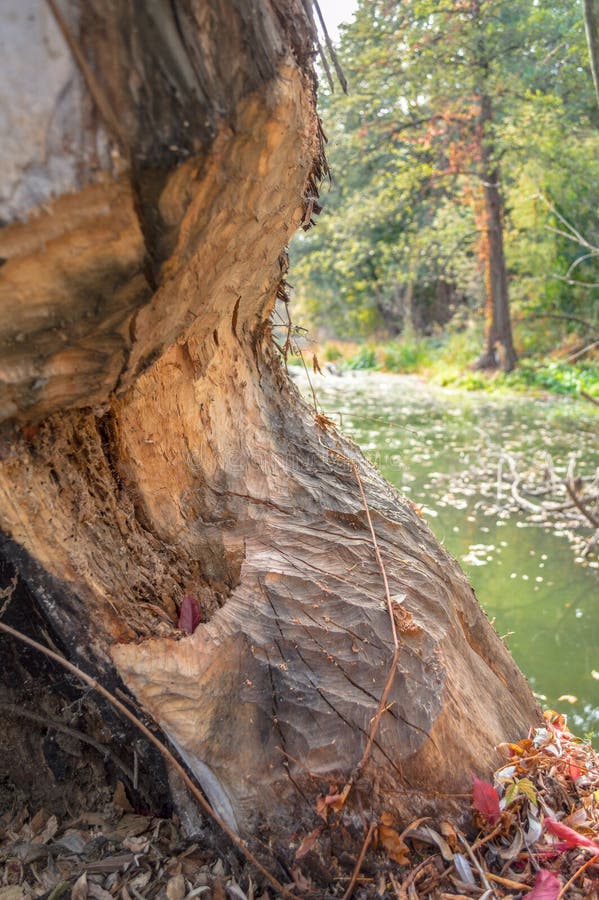 Tree Trunk Gnawed by Beavers Stock Image - Image of outdoors, wild ...