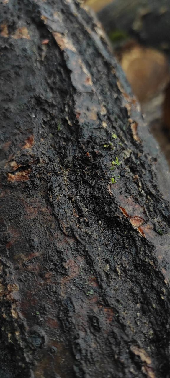 A Tree Trunk that Got Wet in the Rain Stock Image - Image of green ...