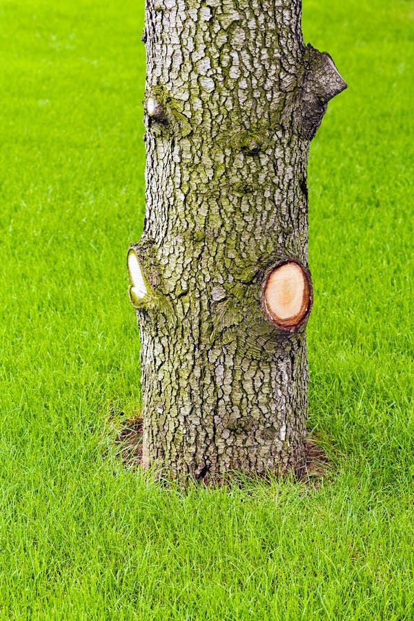 Tree trunk in the grass stock image. Image of grass, landscape - 73790223