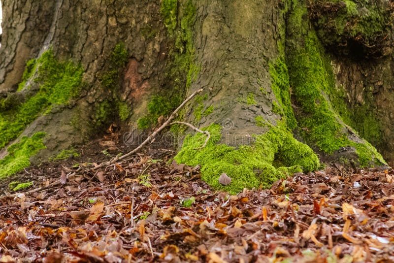 Tree trunk stock photo. Image of tree, green, leafs - 135525936