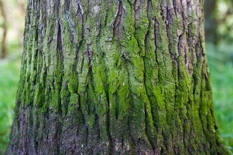 Tree Trunk with Green Bands Stock Image - Image of wood, trunk: 59684221