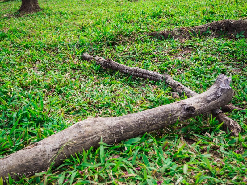 Tree trunk on green grass stock photo. Image of lush - 86887812