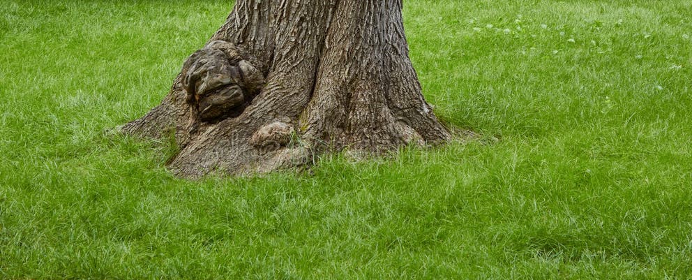 Tree Trunk and Green Grass. Stock Photo - Image of beauty, spring ...