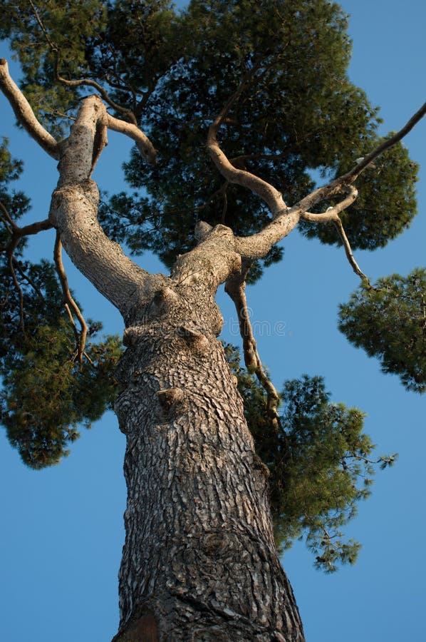 Tree Trunk with Green Leaves Stock Image - Image of green, trunk: 40347089
