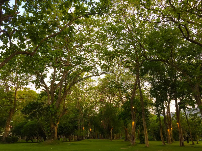 Tree Trunk and Green Leaves with Many Tree in the Forest in the ...
