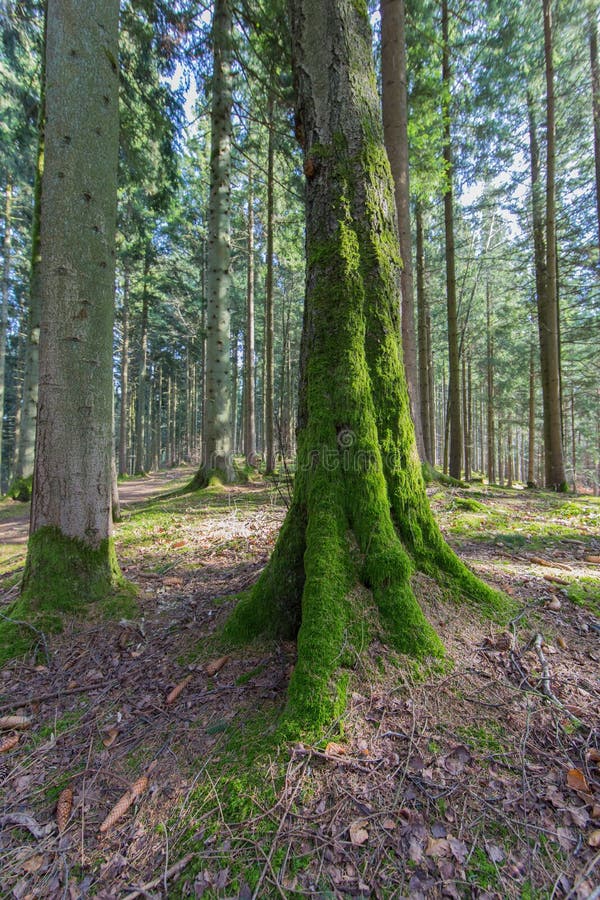 Tree Trunk with Green Moss, Sunlight and Blue Sky Stock Image - Image ...